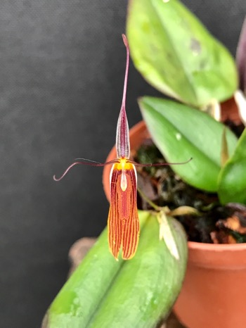 Restrepia brachypus: Orchids By Hausermann