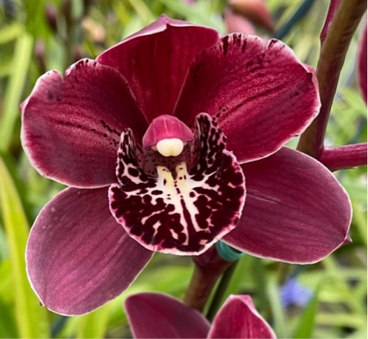 Cymbidium Black Cloud: Orchids By Hausermann